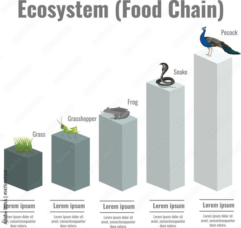 Understanding Ecosystem Food Chains Stock Vector | Adobe Stock
