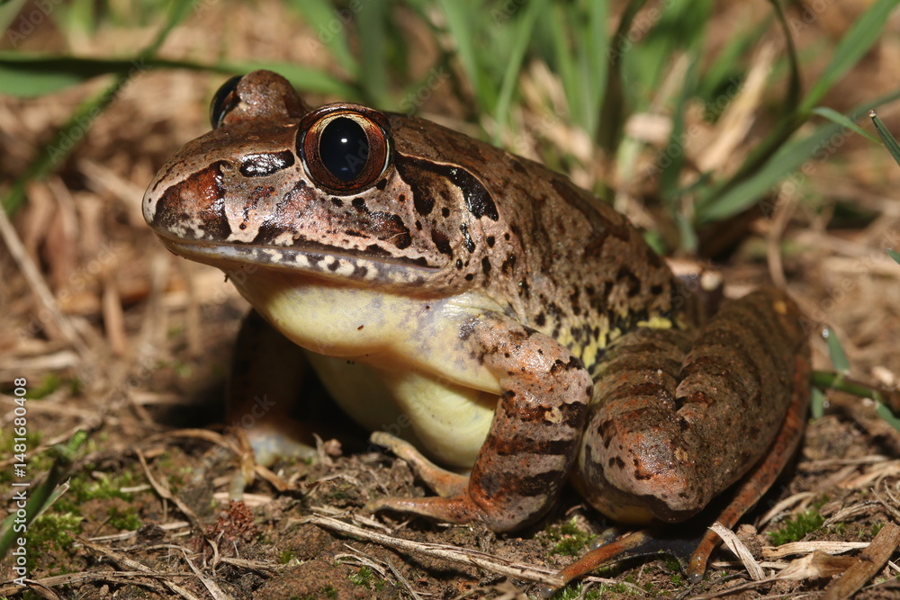 Giant barred frog (Mixophyes iteratus) Stock Photo | Adobe Stock