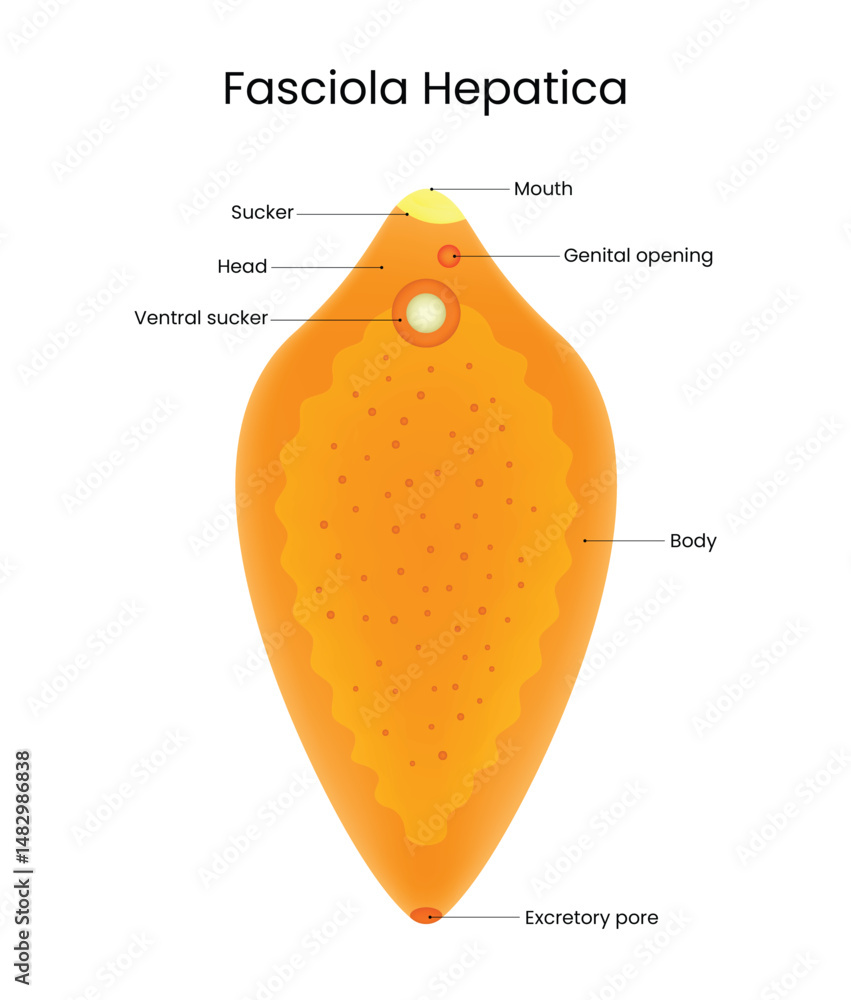 Diagram of Fasciola Hepatica (Liver Fluke) Stock Vector | Adobe Stock