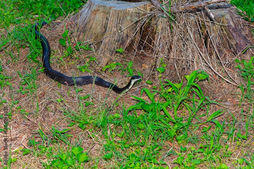 Rat Snake (Pantherophis obsoletus) in North Carolina. The North ...