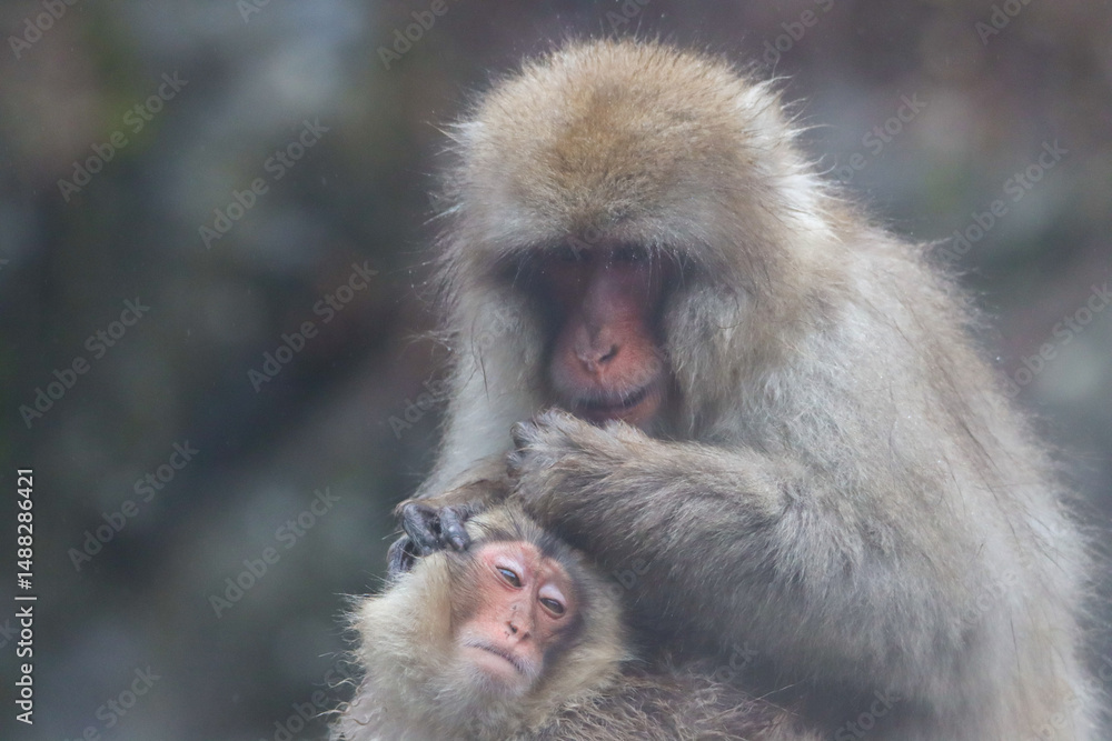 Portrait of a Japanese macaque grooming his partner Stock Photo | Adobe ...