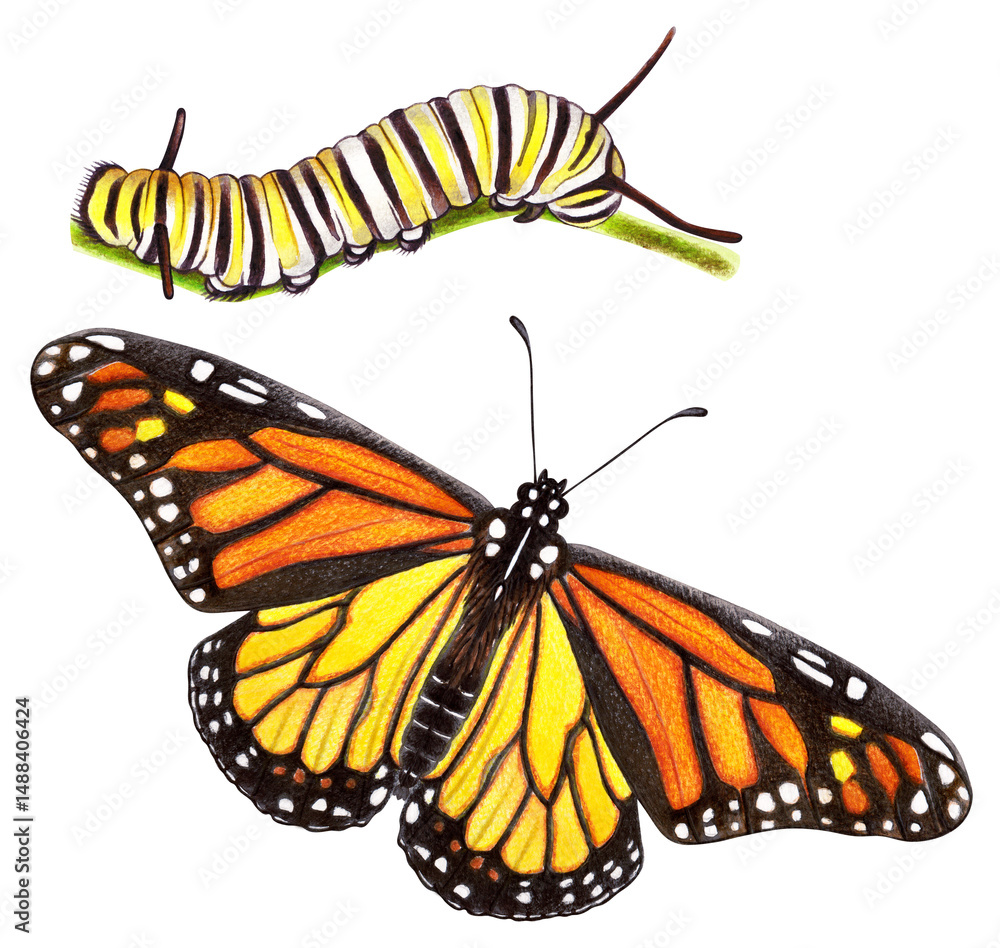 Watercolor Monarch butterfly and caterpillar – hand-painted realistic ...