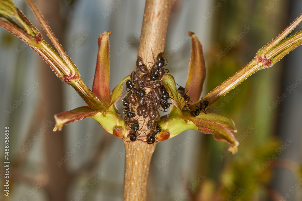 Symbiosis of ants and aphids. The ant tickles the aphid with its ...