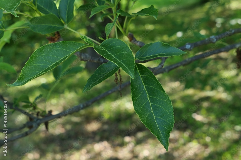 Стоковое фото «Dark green lanceolate leaves on young branch of Chinese ...