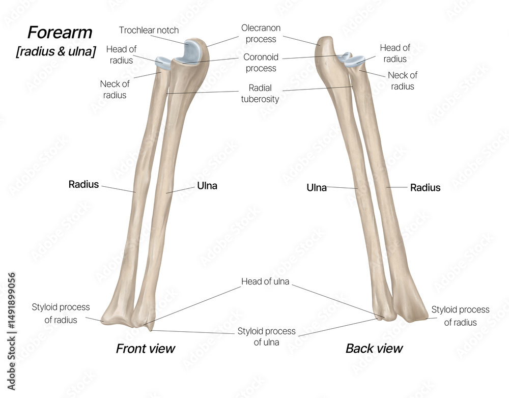 Illustration Stock Forearm Anatomy Radius and Ulna Bone Structure ...