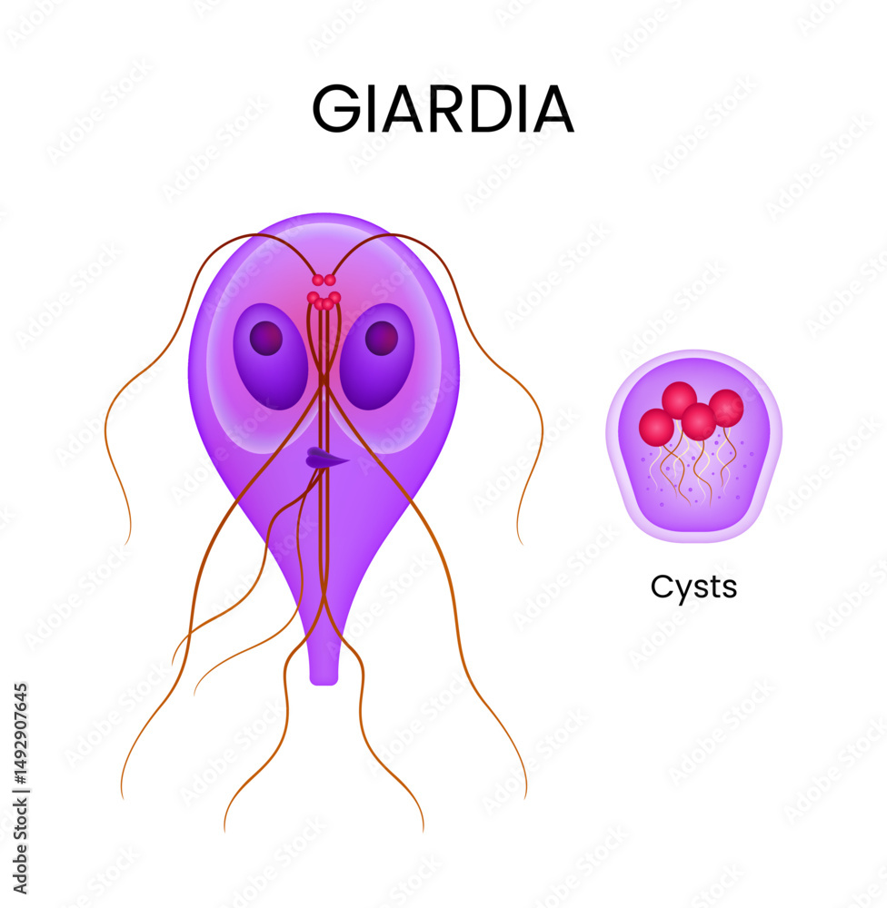 Giardia Lamblia Microscopic World of Common Parasite Stock Vector ...