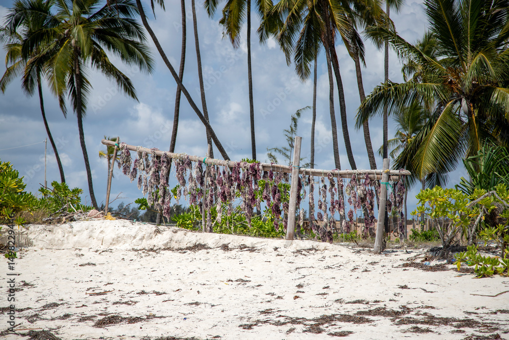 Wooden drying racks made from sticks, designed for drying seaweed and ...