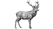 Deer Drawing Vintage Clipart Free Stock Photo - Public Domain Pictures