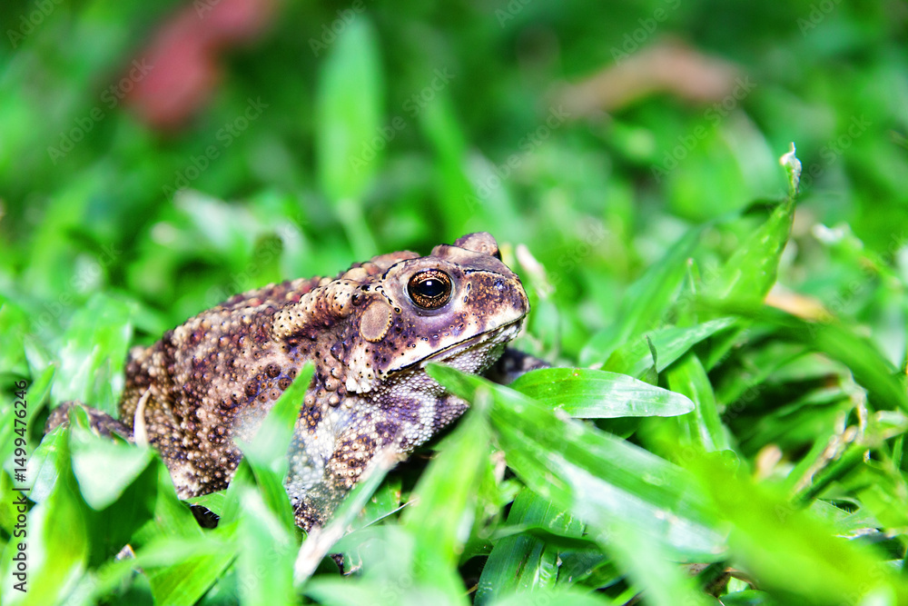 Ferguson's toad (Bufo fergusonii) in past Schneider's (dwarf) toad ...