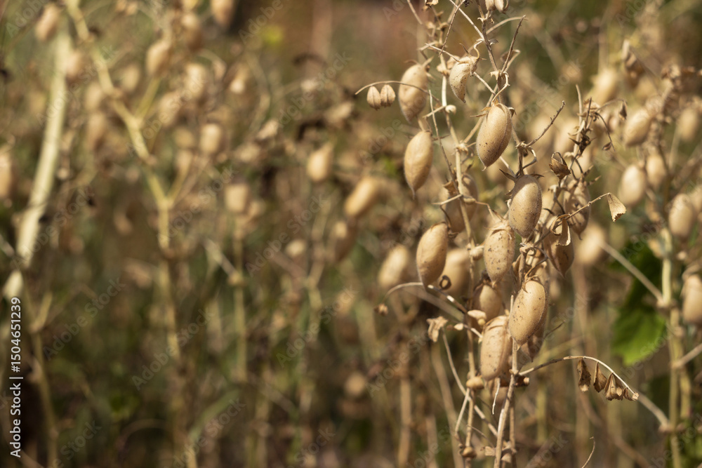 Ripe brown chickpea pods on a plant, harvesting ripe beans. Background ...