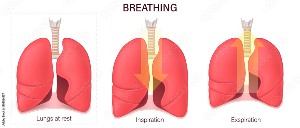 Breathing. Lung function. Respiration. Diaphragmatic ...