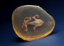 Frog Artifact Free Stock Photo - Public Domain Pictures