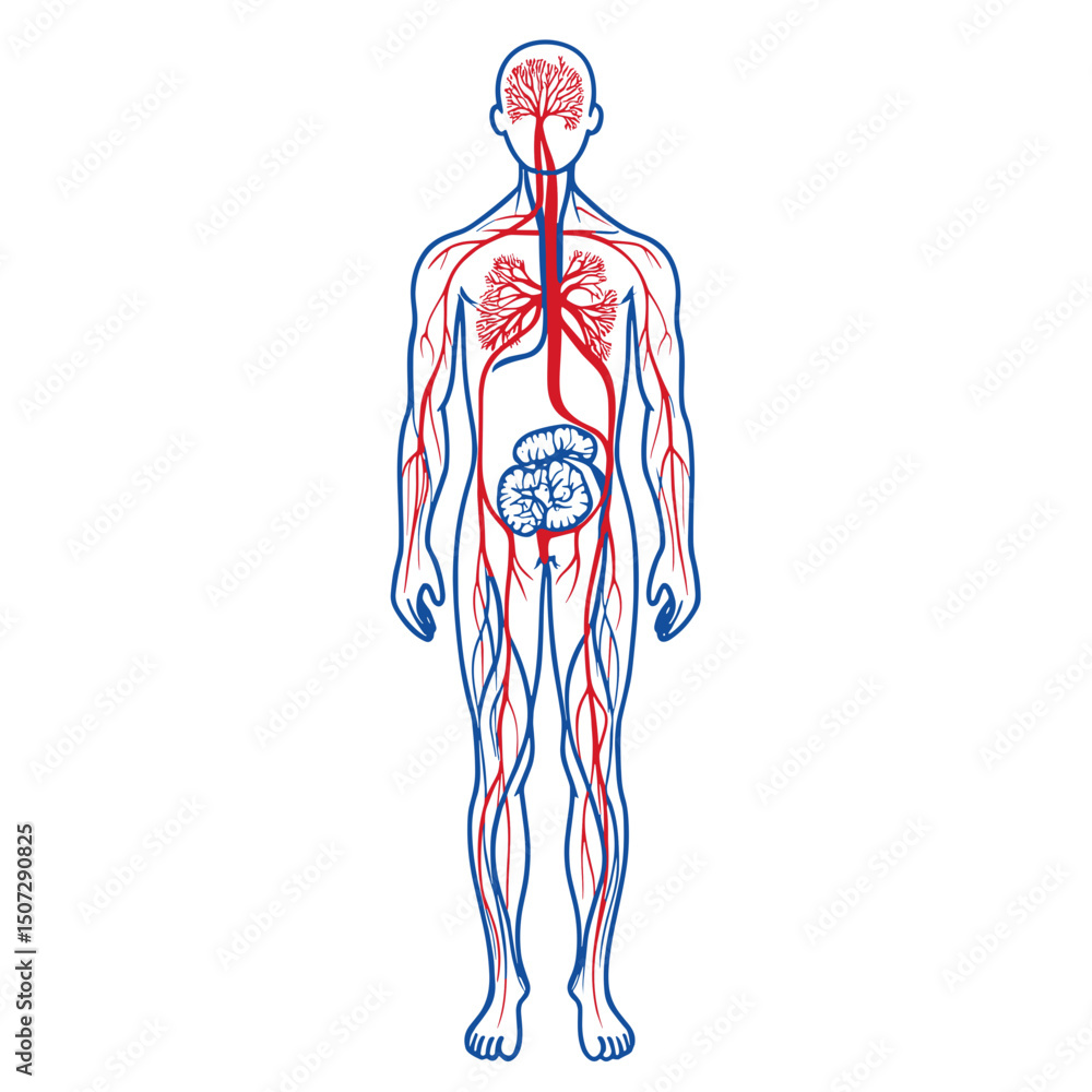 Human Circulatory System Diagram Full Body View with Red Arteries and ...