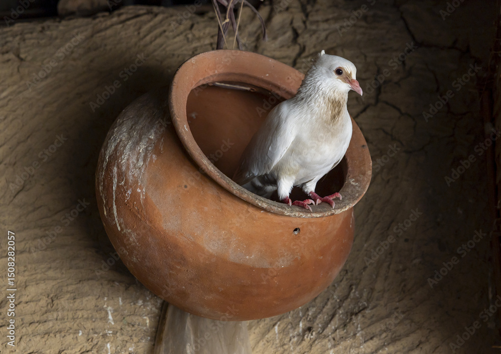 Pigeon in a pottery inside a house, Rajshahi Division, Tanore ...