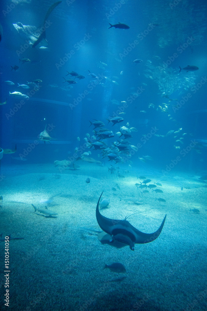 Stunning underwater view of marine animals inside the Osaka Kaiyukan ...