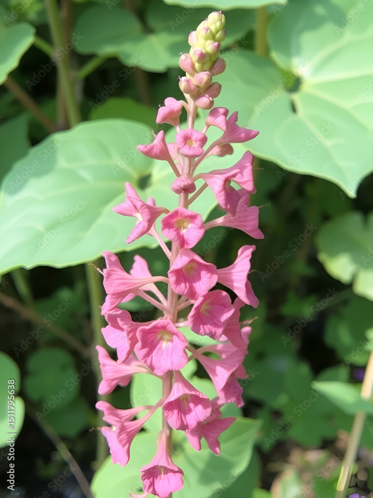 Himalayan Balsam is an invasive plant that is taking over many banks of ...