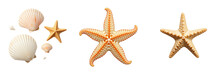 Starfish Shells Pattern Background Free Stock Photo - Public Domain ...