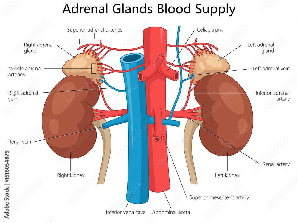 blood vessels connected to the adrenal glands, kidneys, and surrounding ...