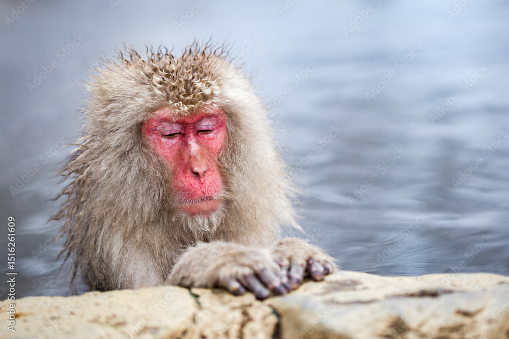 Stockfoto Snow monkey taking a relaxing bath in a hot spring, Yudanaka ...