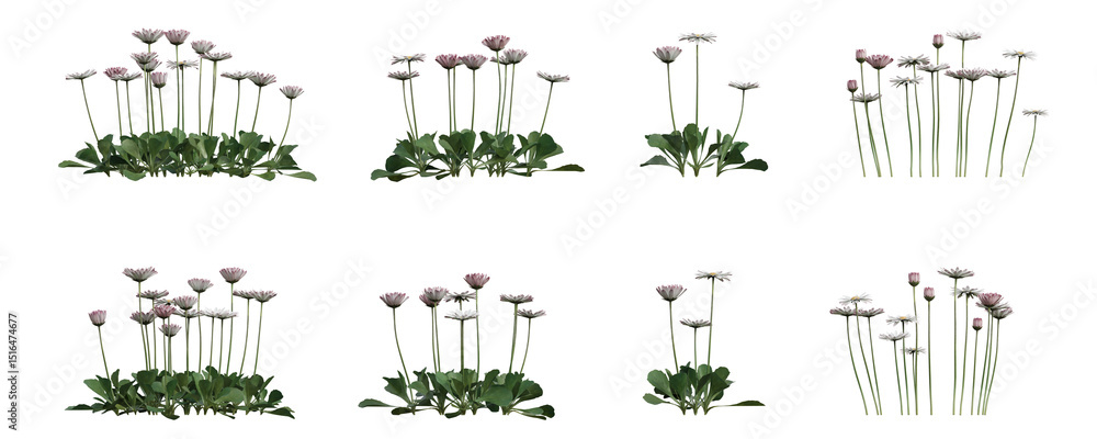 Bellis perennis (Common Daisy) 3D Render PNG Set on Transparent ...