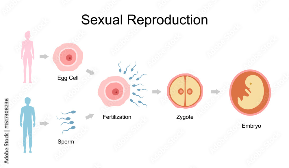 Praca wektorowa bez tantiem: Sexual reproduction stages, steps, levels. Fertilization male ...