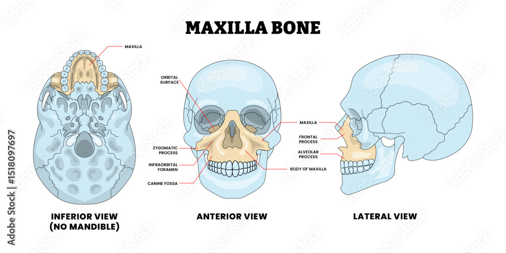 Maxilla Bone Human Skull Bone Structure Anatomy Diagram with Anterior ...