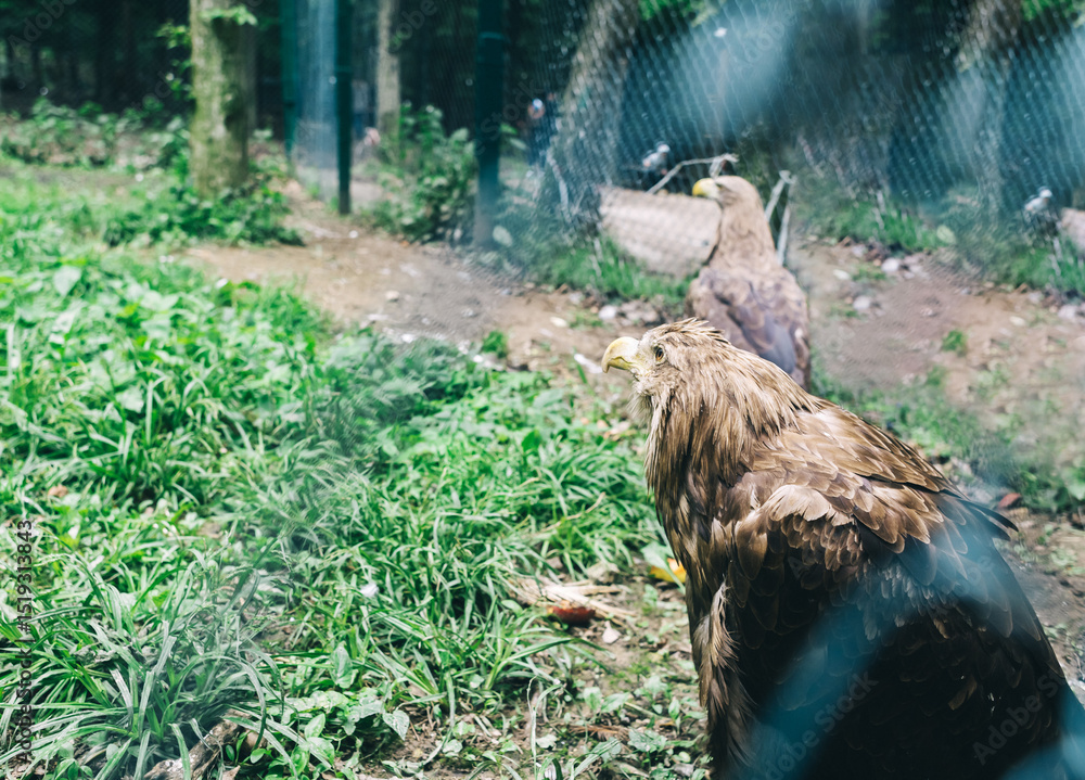 Bald eagle in captivity or in a zoo. Rehabilitation of wild birds ...