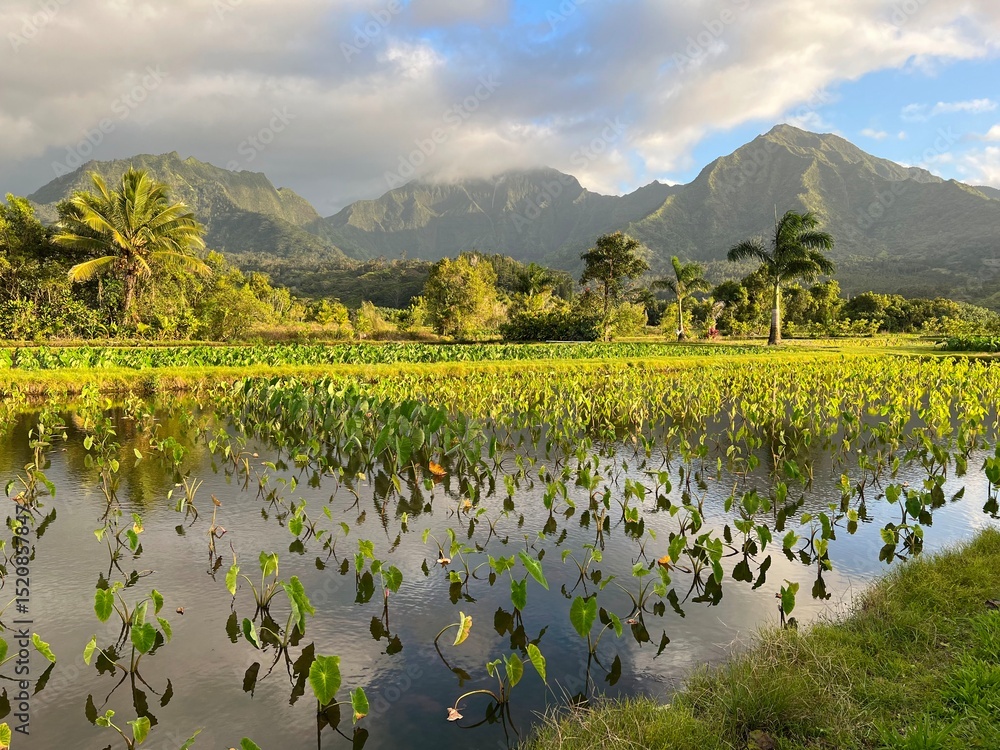 Hawaiian Taro Field and Mountains Stock Photo | Adobe Stock