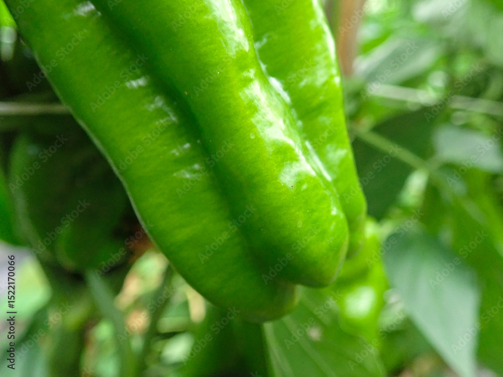 Photo Stock Green bell pepper plantation with plastic film placed over ...