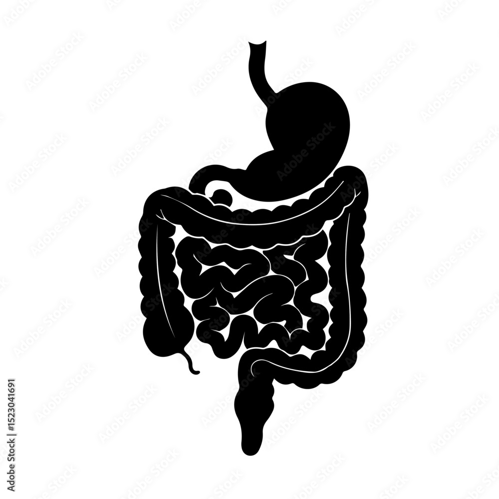 Стоковое векторное изображение «Human digestive system anatomy ...