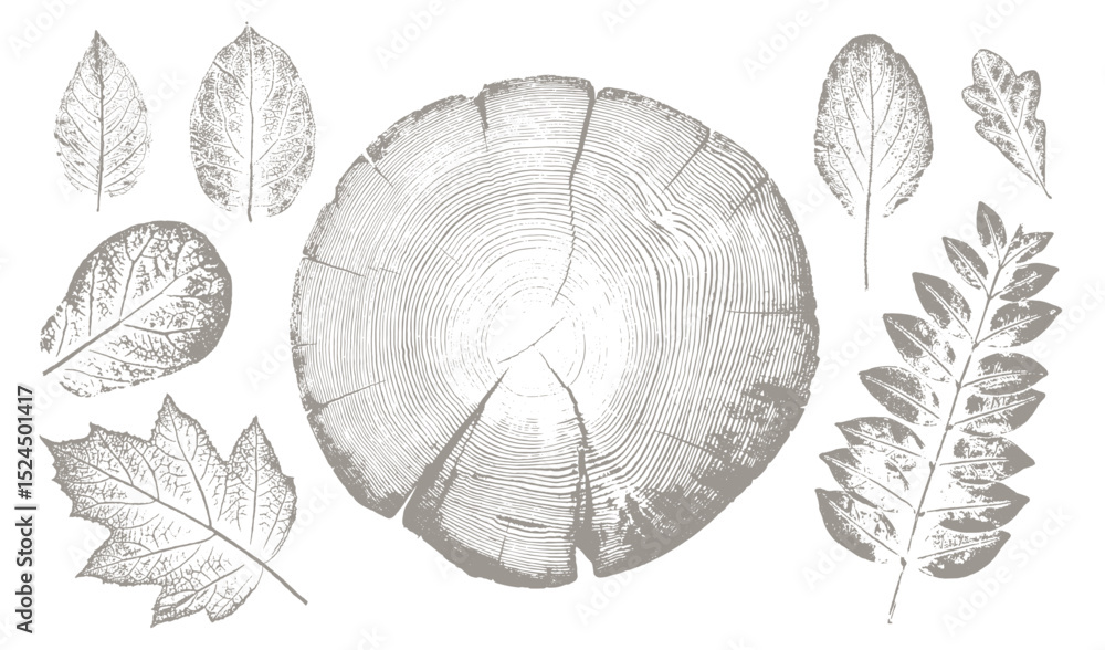 Rustic tree rings and botanical leaf prints. Hand drawn editable line ...