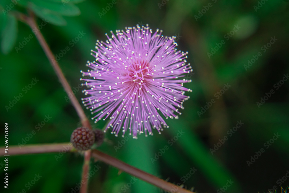 Foto de Stock Close-up of Mimosa pudica flower in spherical shape ...