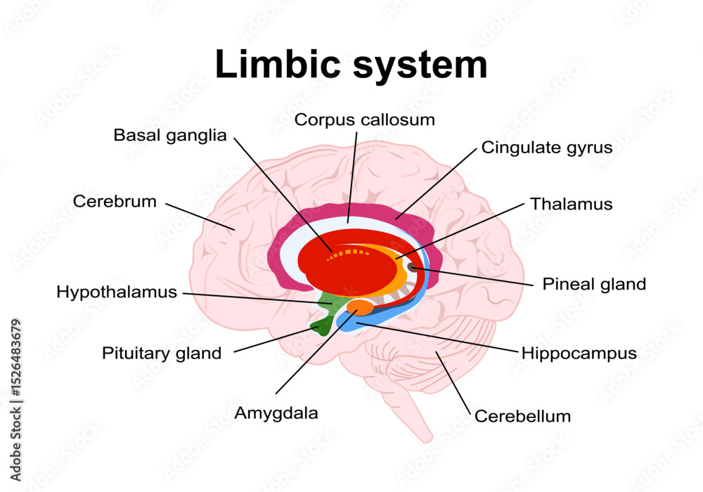 Стоковое векторное изображение «limbic system. Cross section of the ...