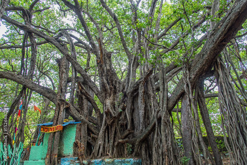 Foto Banyan tree, Big, huge, giant, This is one of the oldest and ...