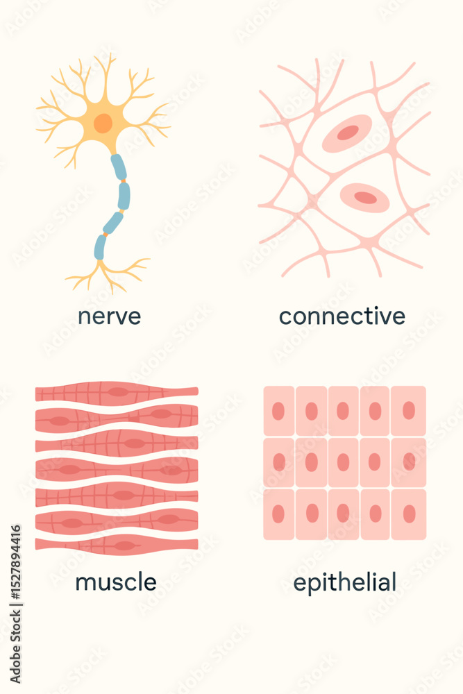 Stock-Vektorgrafik „The four types of human body tissue. Nerve ...