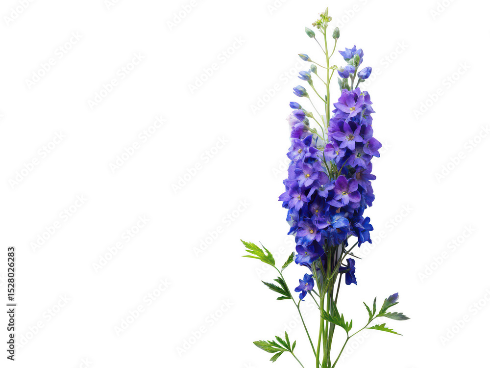 larkspur png tall purple flower spike png delicate garden bloom png ...