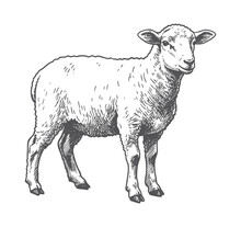 Sheep Vintage Illustration Free Stock Photo - Public Domain Pictures
