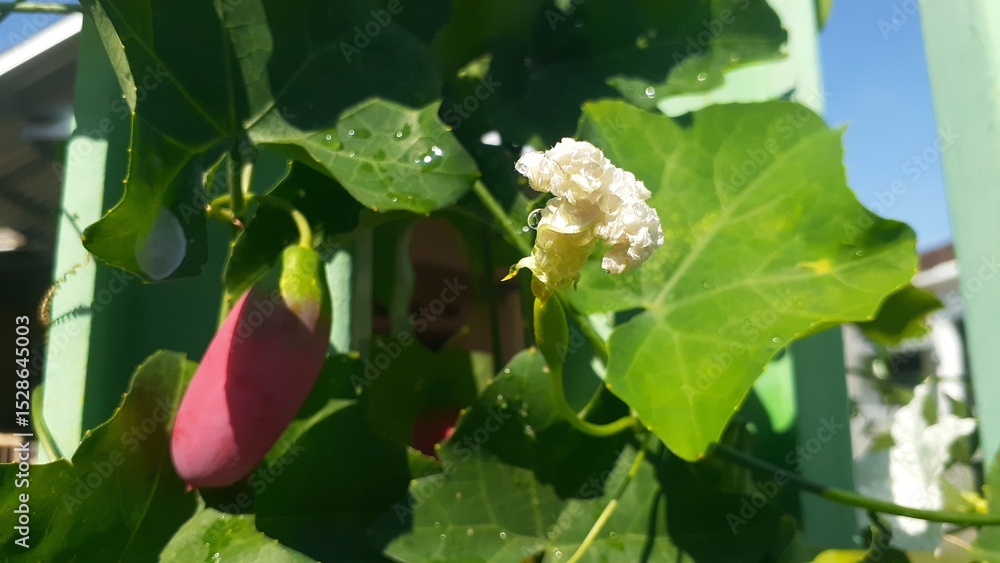 ภาพถ่าย Stock Kemarungan or Timun padang (Coccinia grandis) plant in ...