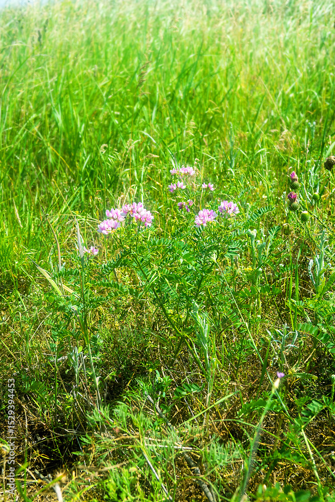 Creeping crown vetch (Coronilla varia) pink flowers runner in ...
