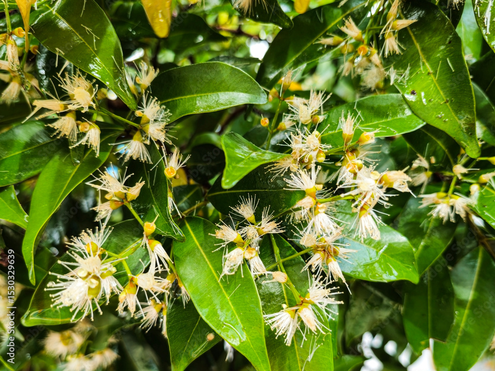 Syzygium myrtifolium flower after rain. Syzygium myrtifolium is a genus ...