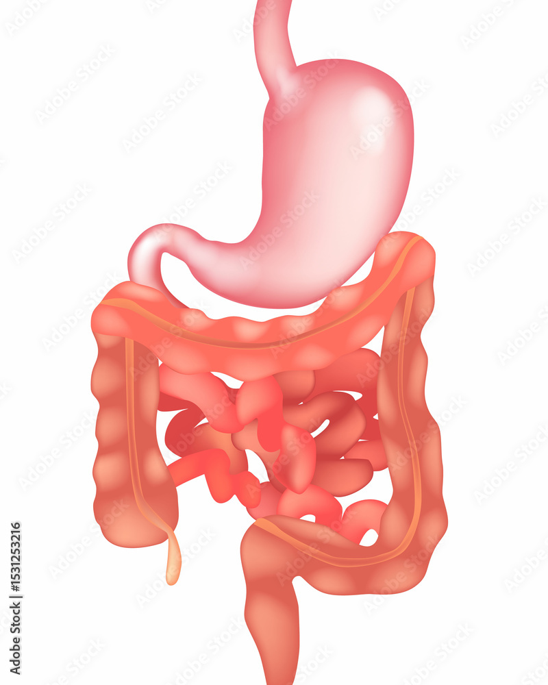 Vector illustration of the human digestive system showing the stomach ...