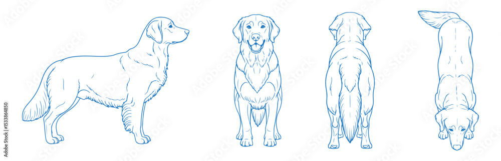 Hand Drawn Golden Retriever Vector Illustration Showing Front, Back ...