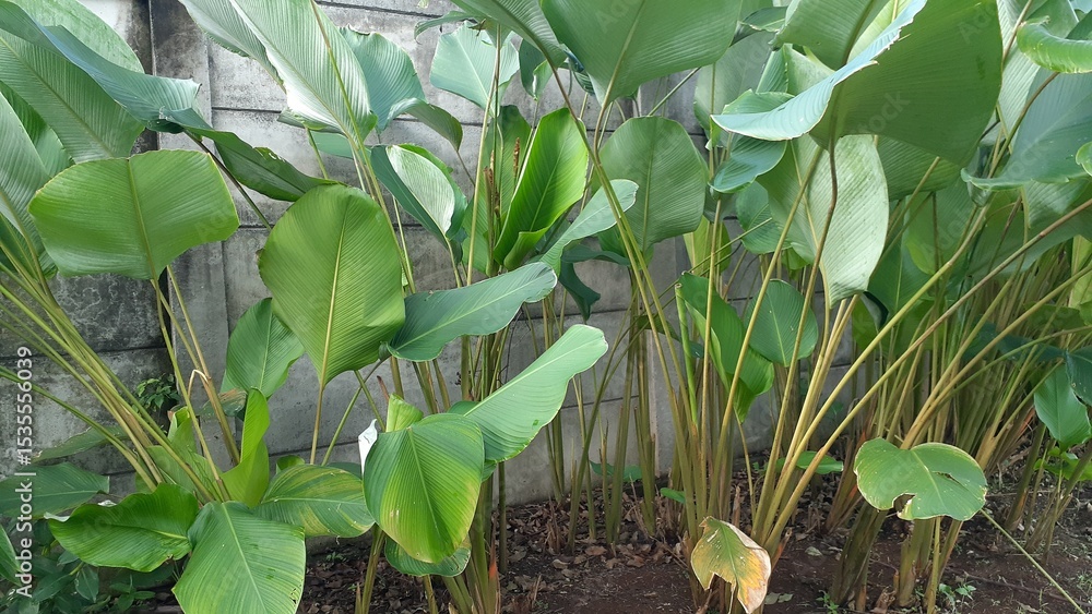 Meranti sepat pisang (Calathea lutea) plant in the garden. Also known ...