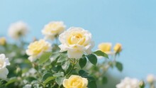 Off White And Yellow Gradient Rose Free Stock Photo - Public Domain ...