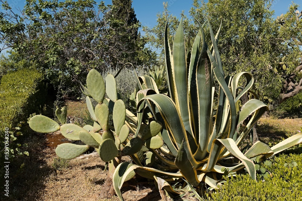 Prickly pear and agave in the Valley of the Temples Agrigento in Sicily ...