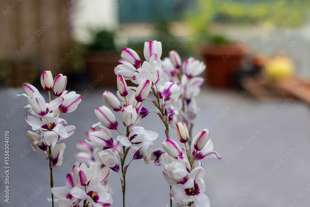 Ixia maculata is a species of flowering plant in the family Iridaceae ...