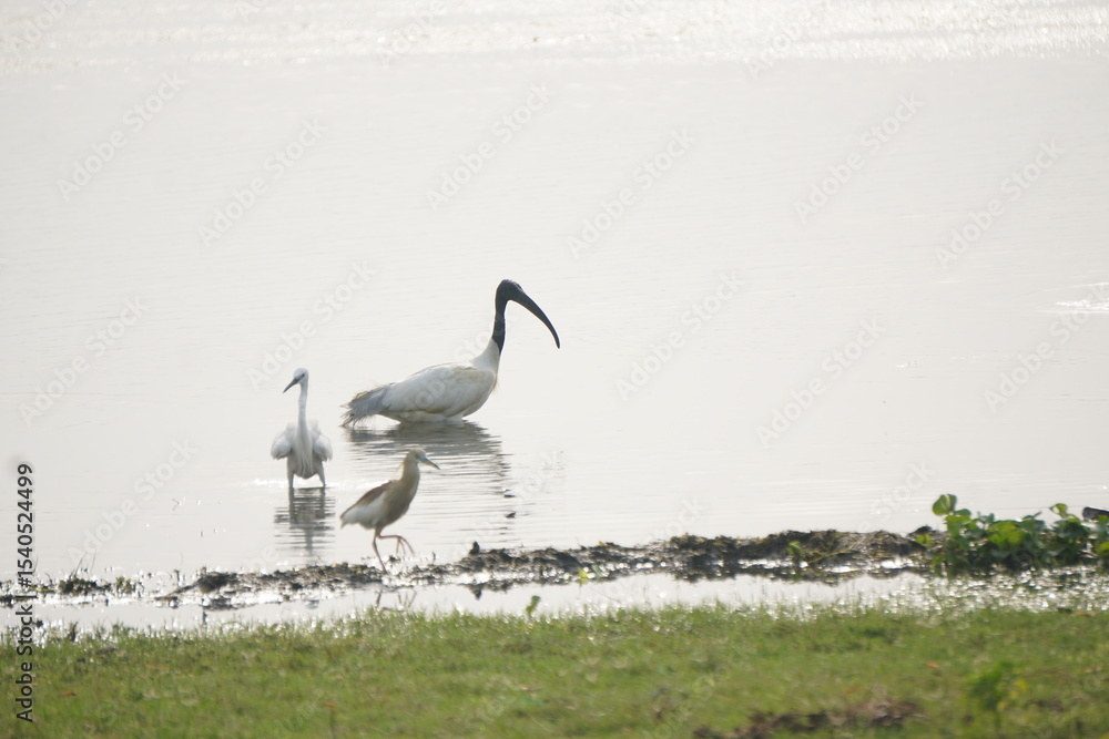 Indian herons and egrets are elegant white wading birds with long legs ...