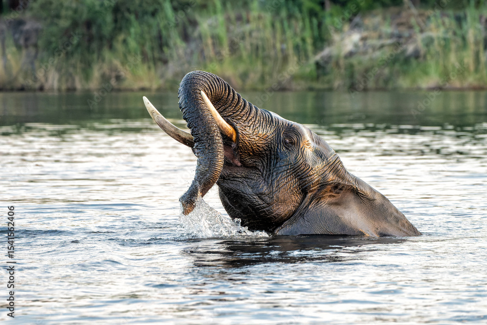 Close encounter with bull elephant from a boat. African elephant ...