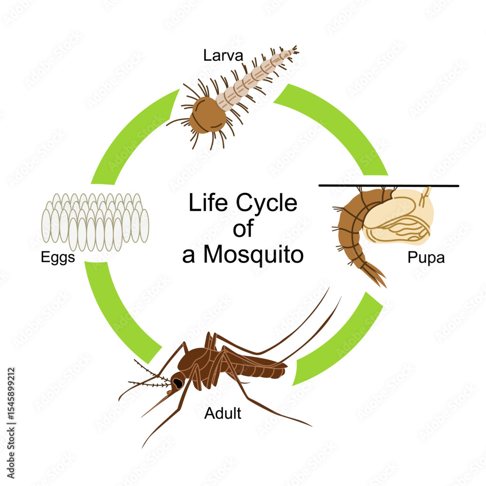 Educational vector illustration showing the life cycle of a mosquito ...