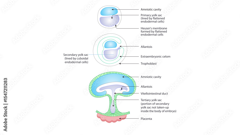 This diagram illustrates the developmental stages of the yolk sac and ...